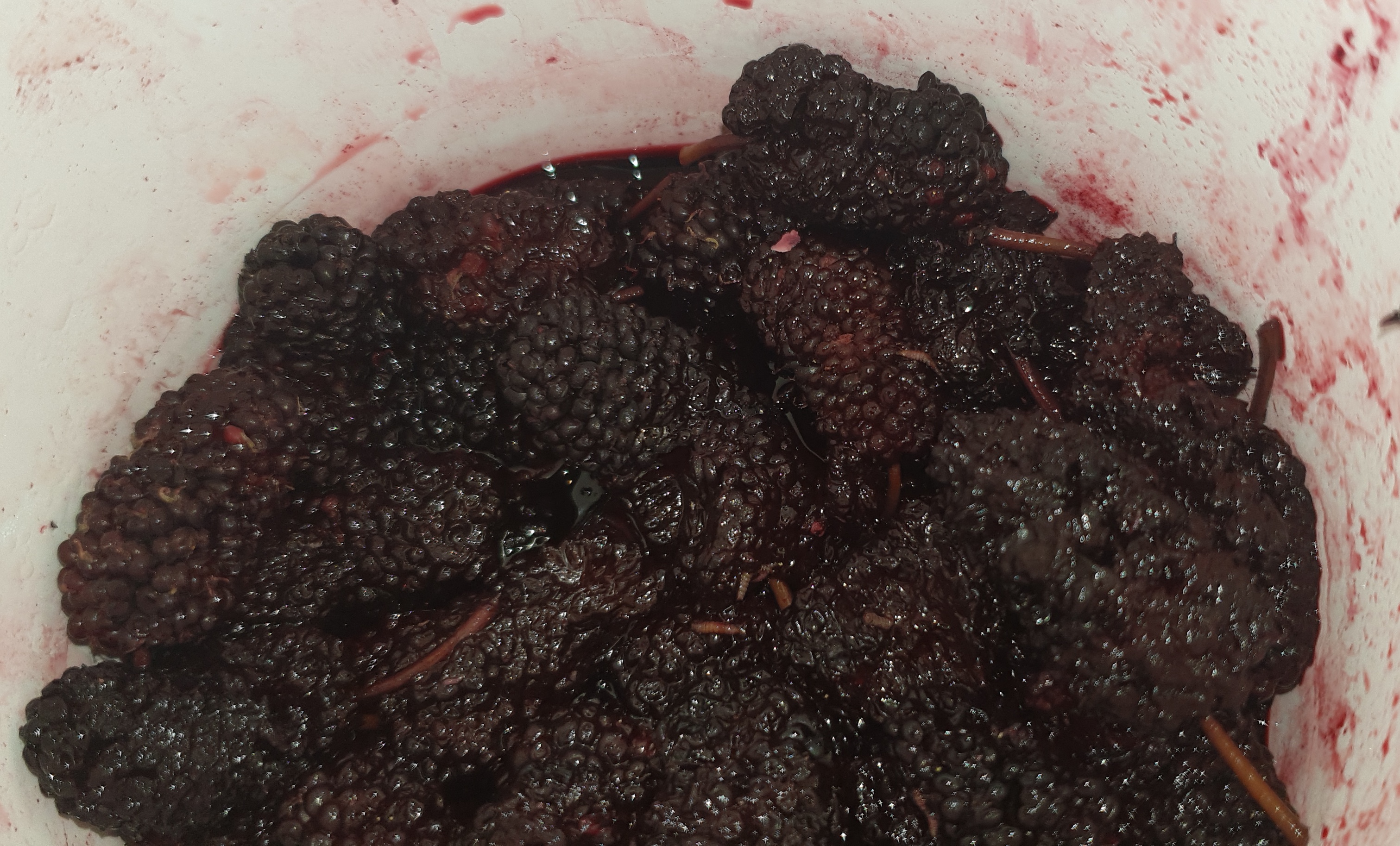 Mulberries: maximising their impact | Horace